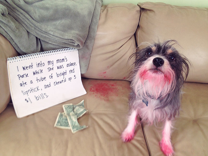 Meet the Naughtiest Dogs of 2014 - fascinately