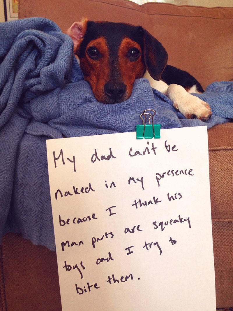 Meet the Naughtiest Dogs of 2014 - fascinately