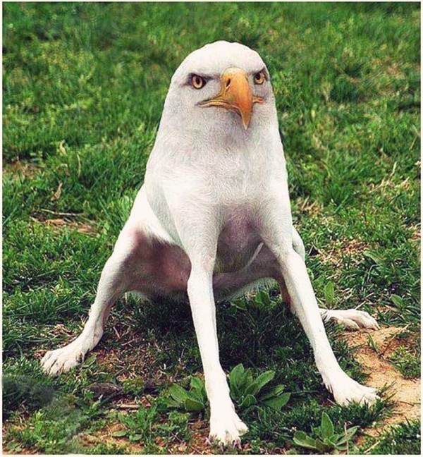 Adorable But Creepy Animal Mashup's That Might Be from Another Planet ...