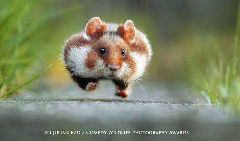 These Award-Winning Photos Showcase the Goofiest Animals on the Planet ...