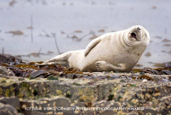 These Award-Winning Photos Showcase the Goofiest Animals on the Planet ...